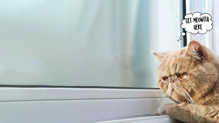 39 Cute Crazy Cat Zoom Teams Backgrounds - Funny Meeting Backgrounds