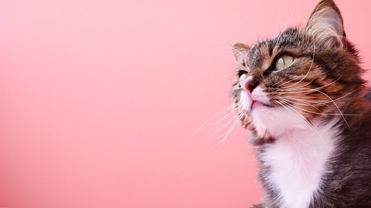 39 Cute Crazy Cat Zoom Teams Backgrounds - Funny Meeting Backgrounds