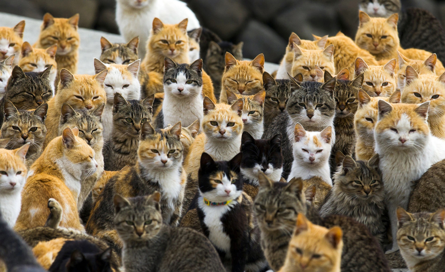 39 Cute Crazy Cat Zoom Teams Backgrounds - Funny Meeting Backgrounds